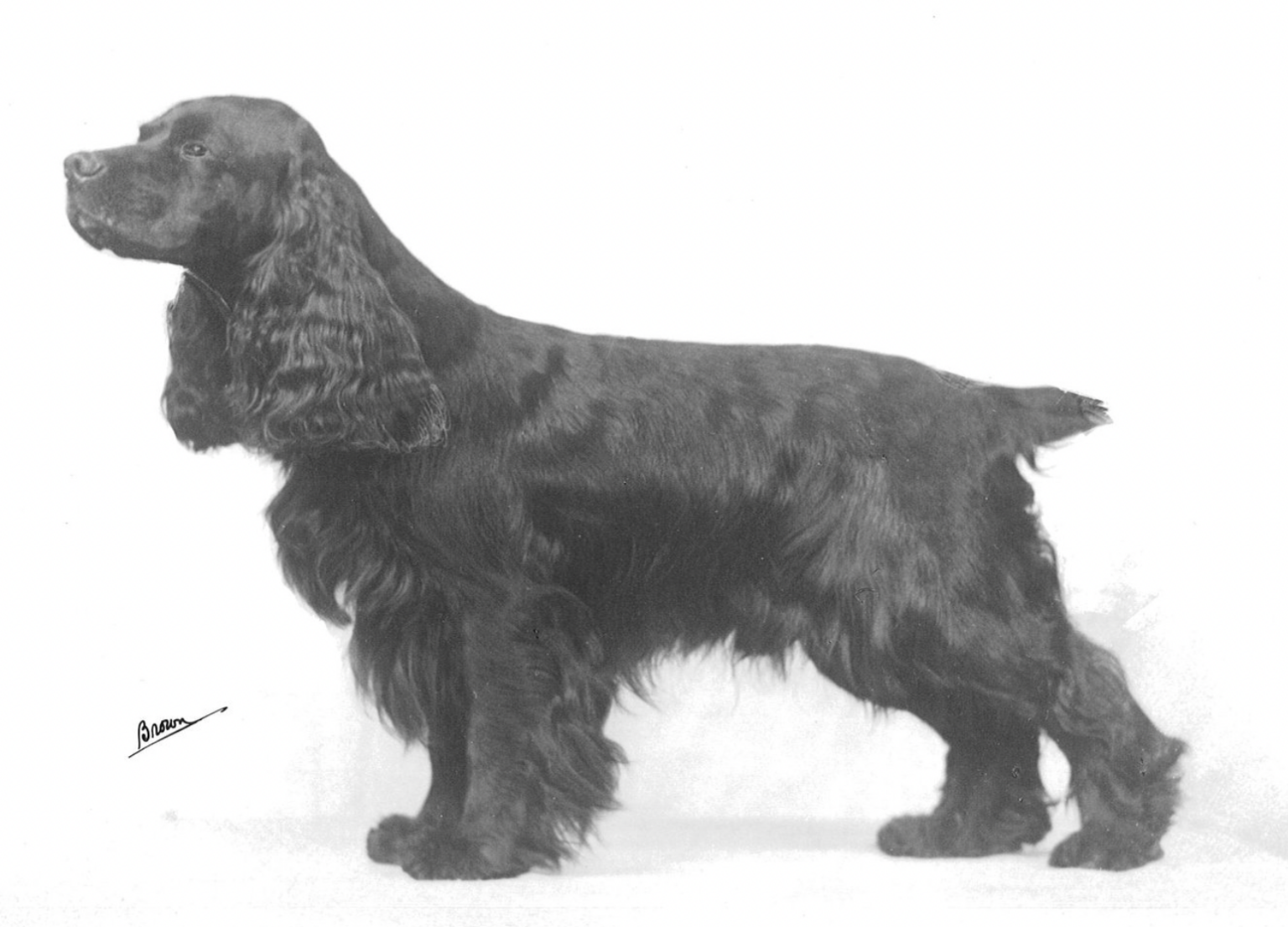 Best in Show | Morris & Essex Kennel Club Dog Show